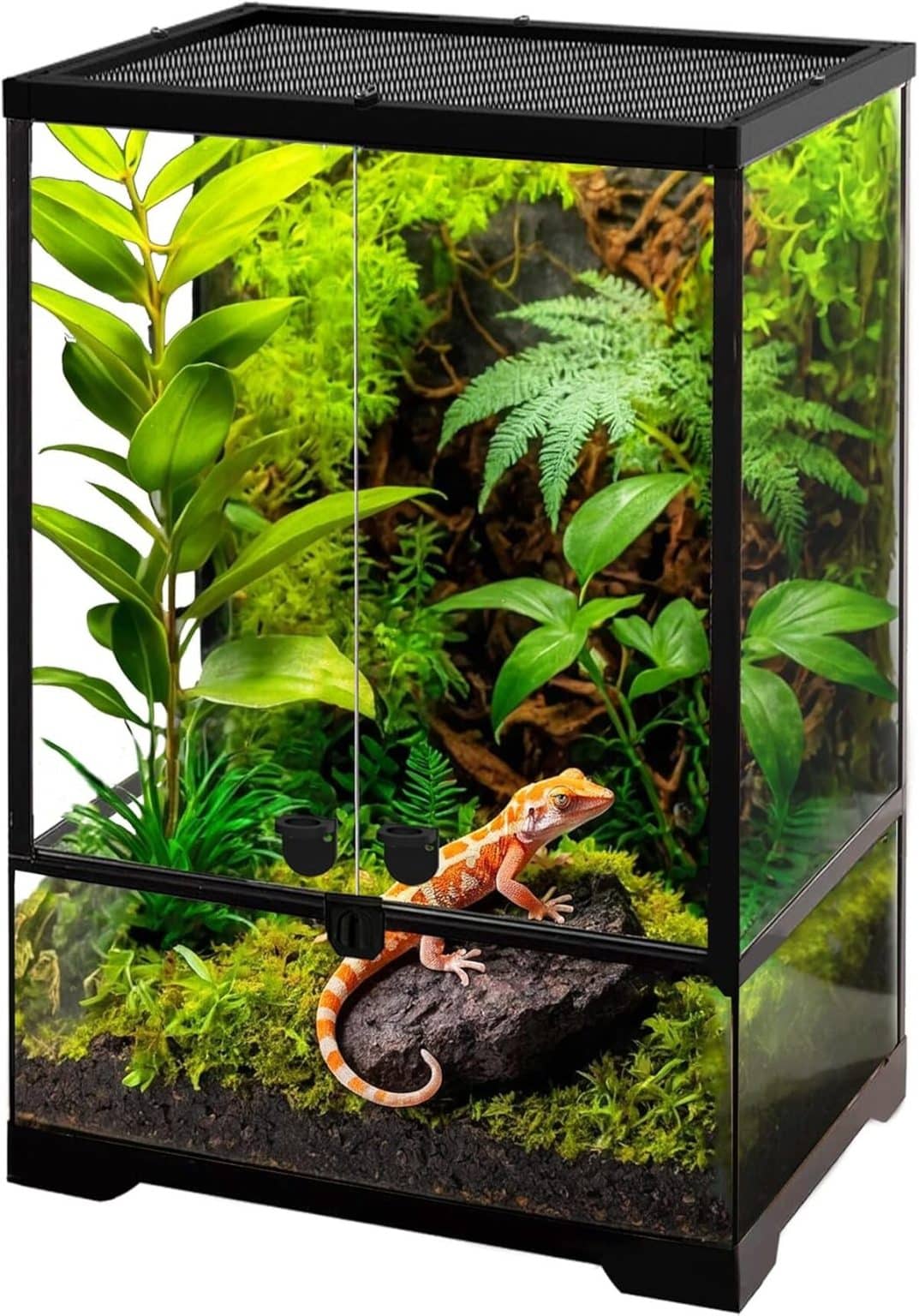 Test du terrarium NEPTONION 30, 5 x 30, 5 x 45, 7 cm : design et robustesse